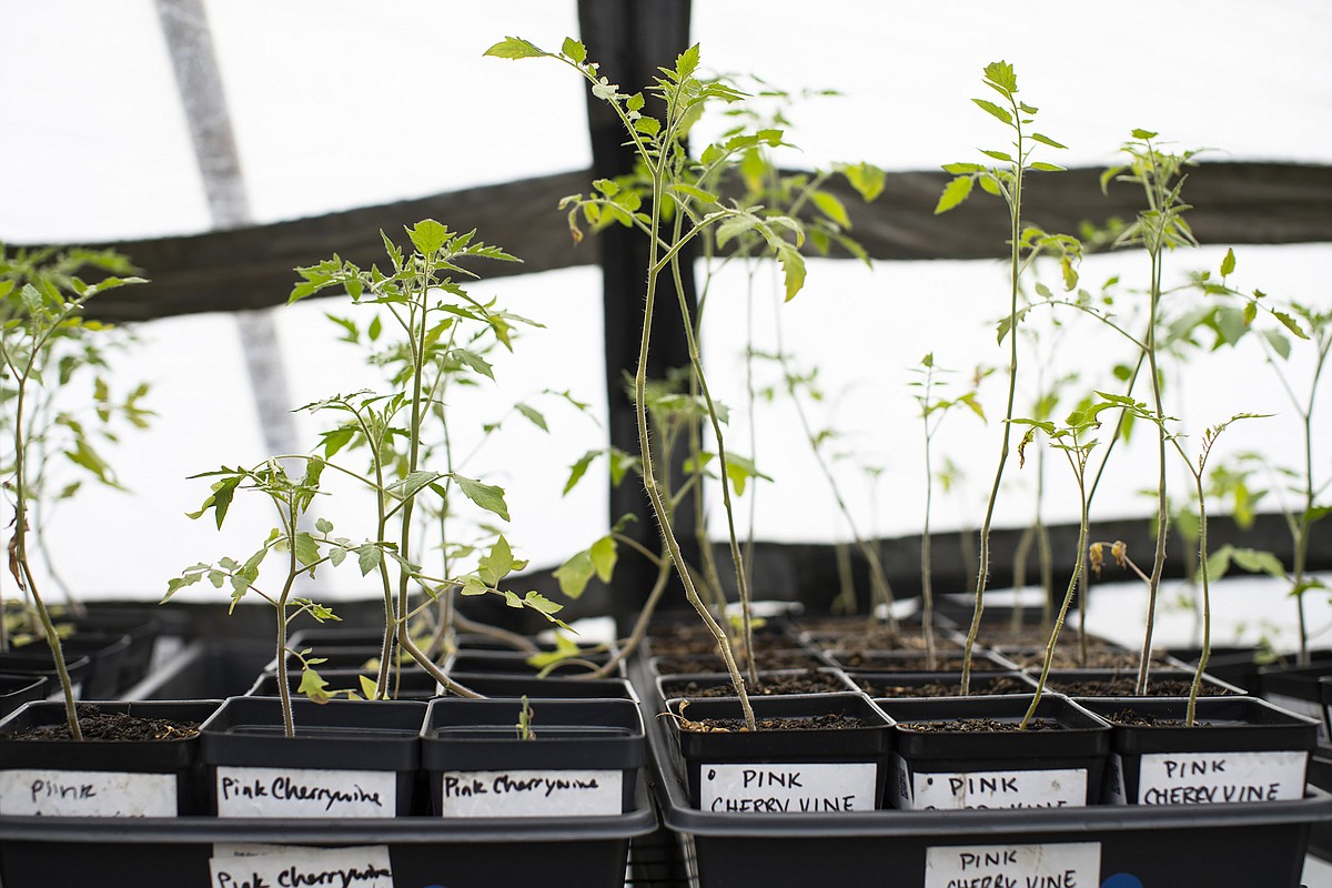 Chicago’s Tomato Man on mission to help others rethink the plant by ...