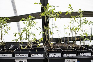 Chicago’s Tomato Man on mission to help others rethink the plant by ...