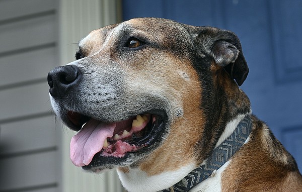 Pets for Patriots finds homes for shelter animals with veterans ...