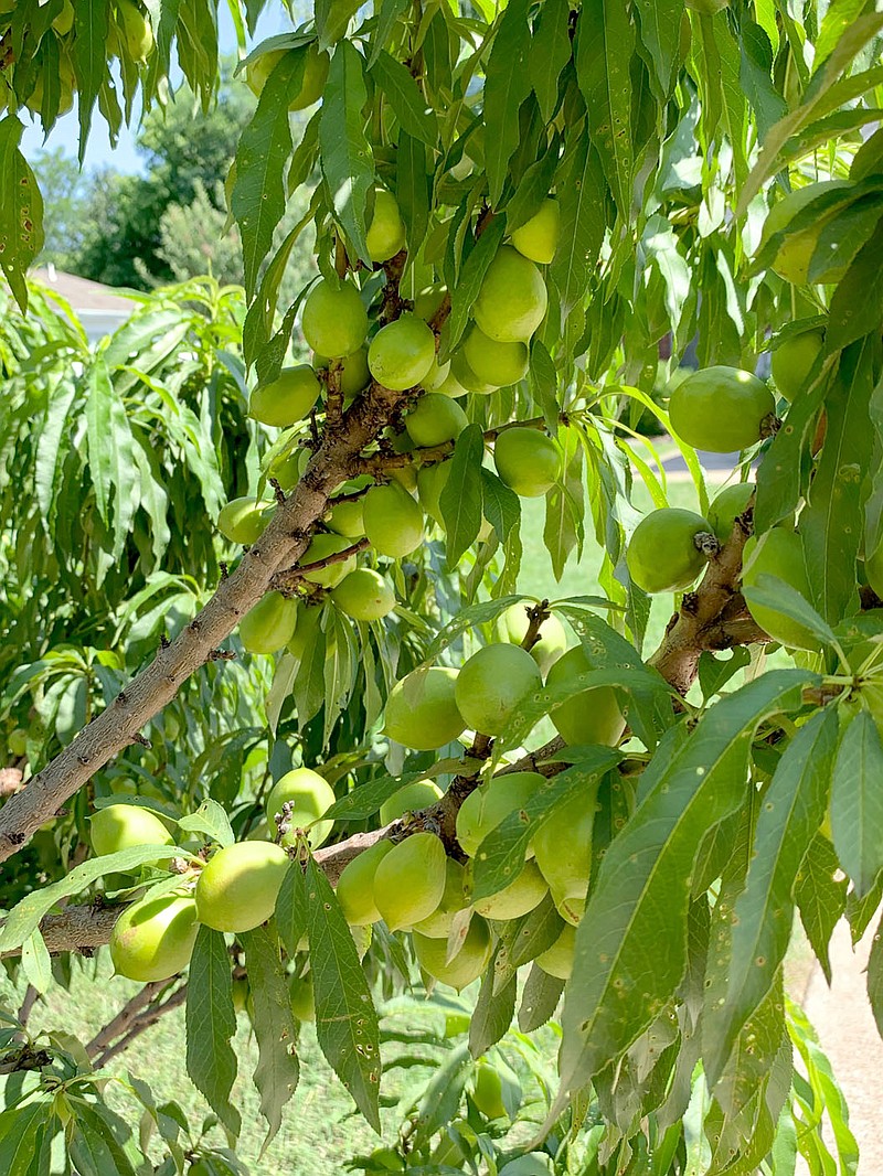Farmington couple’s farm focused on fantastic figs | Northwest Arkansas ...