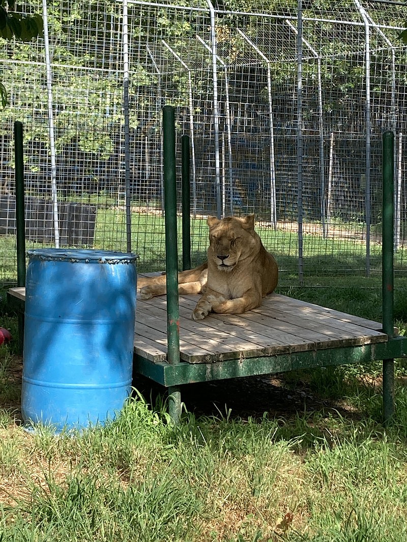 One Resilient Lady: After years alone, lioness welcomed to Turpentine ...