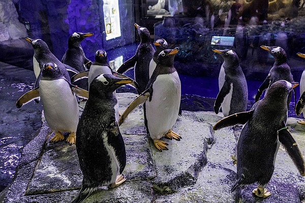 Formal Attire Optional: Penguins welcome visitors to cool WOW home