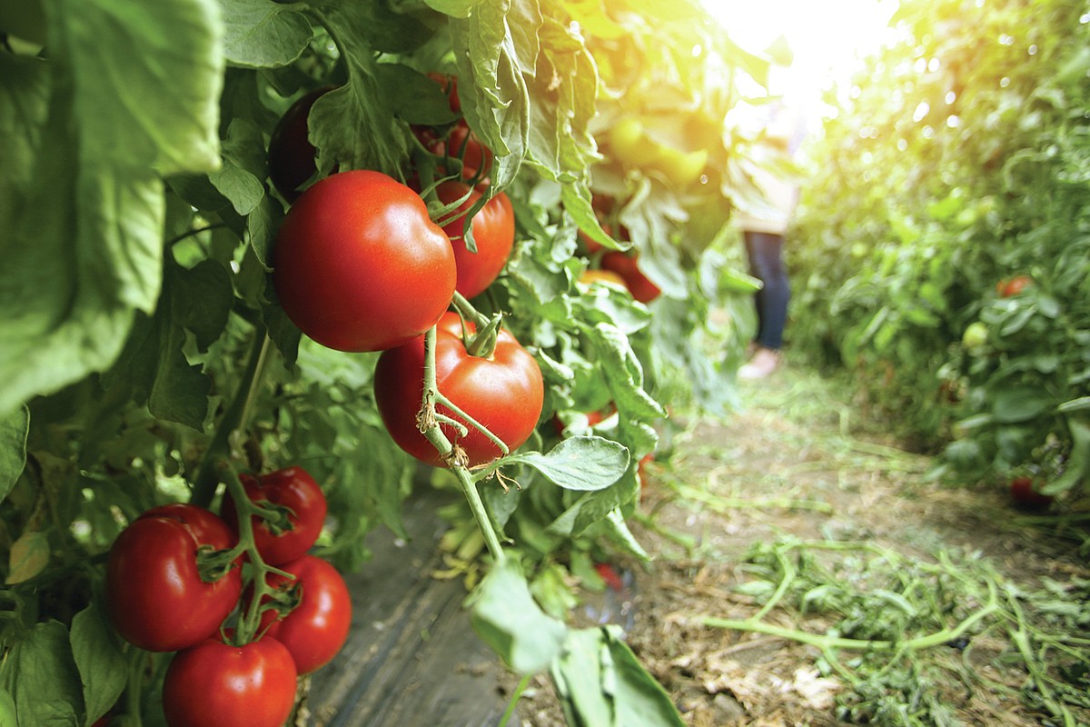FAQs on homegrown tomatoes | Hot Springs Sentinel Record