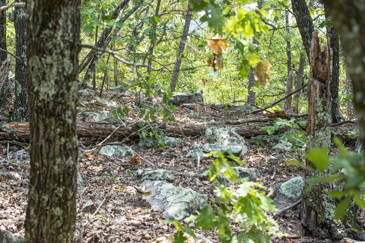 Arkansas Natural Heritage buys nearly 1,200 acres for River Valley ...