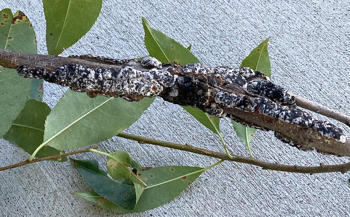 In the garden: Fungus, insects and perfect pruning timing | El Dorado News