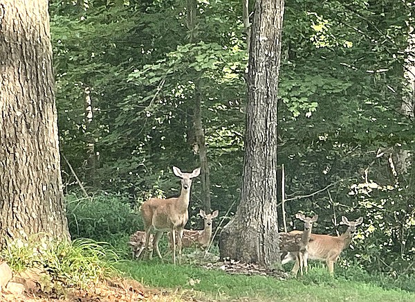 Land surrounded by Pea Ridge city limits annexed by council | Northwest ...