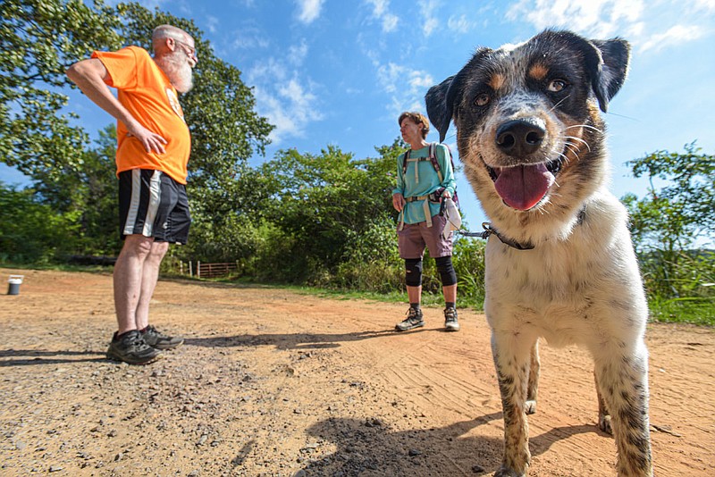 Alma to celebrate ‘nice and flowly’ beginners trail for mountain bikes ...
