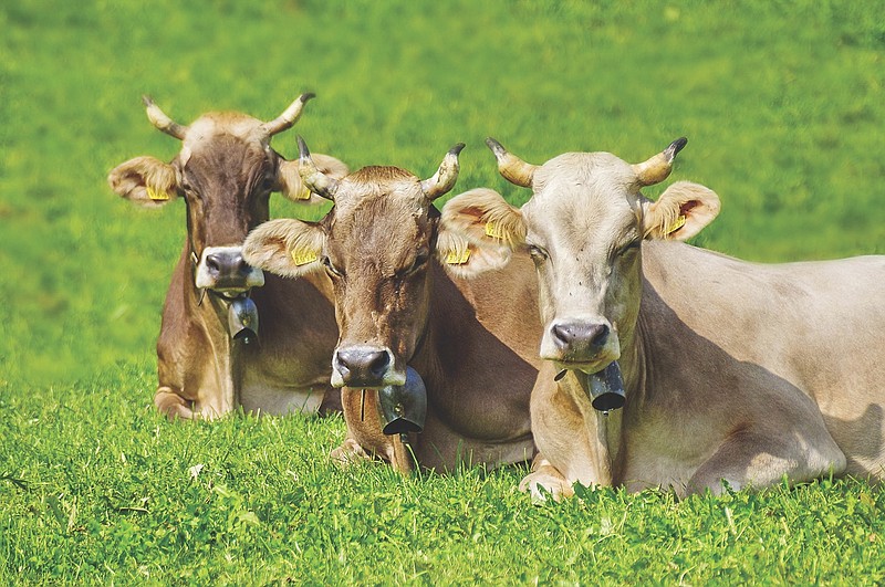 Drought prompts Arkansas ranchers to sell cattle | Hot Springs Sentinel ...