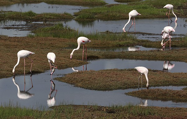 African migratory birds threatened by hot, dry weather | Jefferson City ...