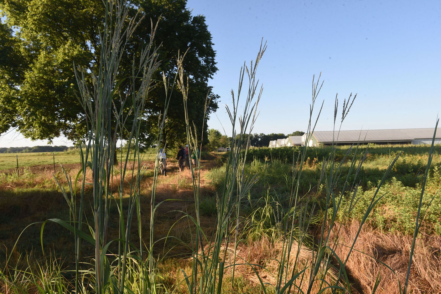 Bees, butterflies, prairie blossoms | Westside Eagle Observer