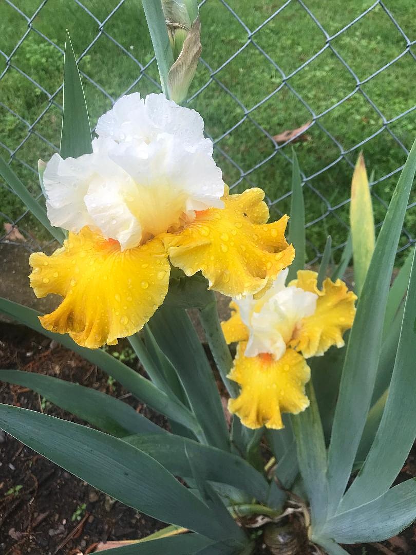 Hot Springs Iris Society Sale set for Saturday | Hot Springs Sentinel ...