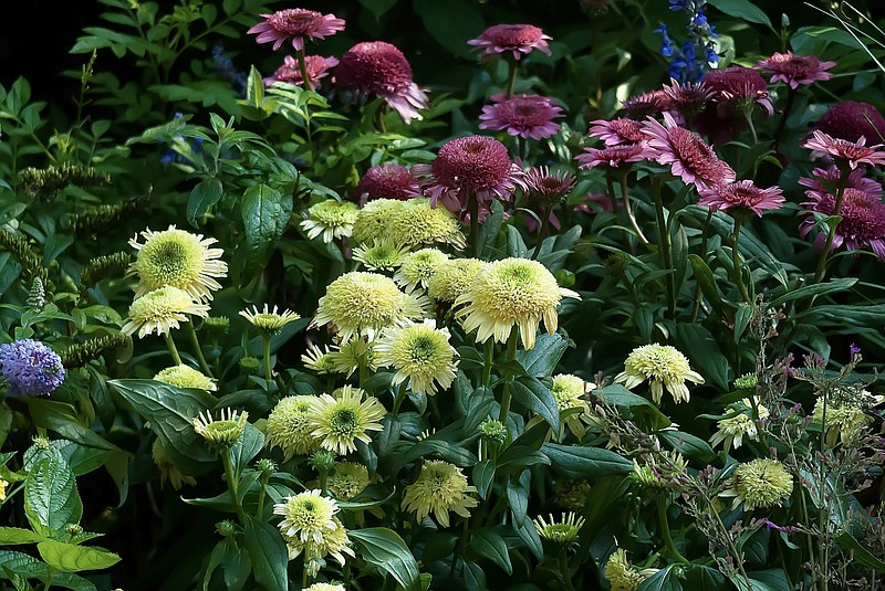 On Gardening: Butter Pecan and Raspberry Beret are like dessert for the ...