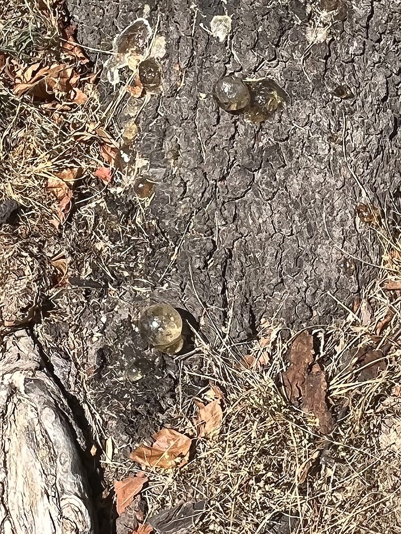 In the garden: Tree damage and lawn repair | El Dorado News