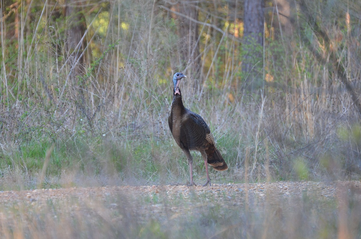 2022 turkey harvest data shows promise | Northwest Arkansas Democrat ...