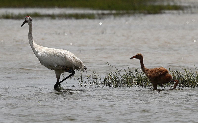 Record 8 fledged chicks for Louisiana's wild 'whoopers' | El Dorado News
