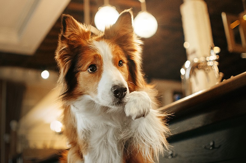 Texarkana Professional Group To Host Dog friendly Brunch Texarkana texarkana-professional-group-to-host-dog-friendly-brunch-texarkana