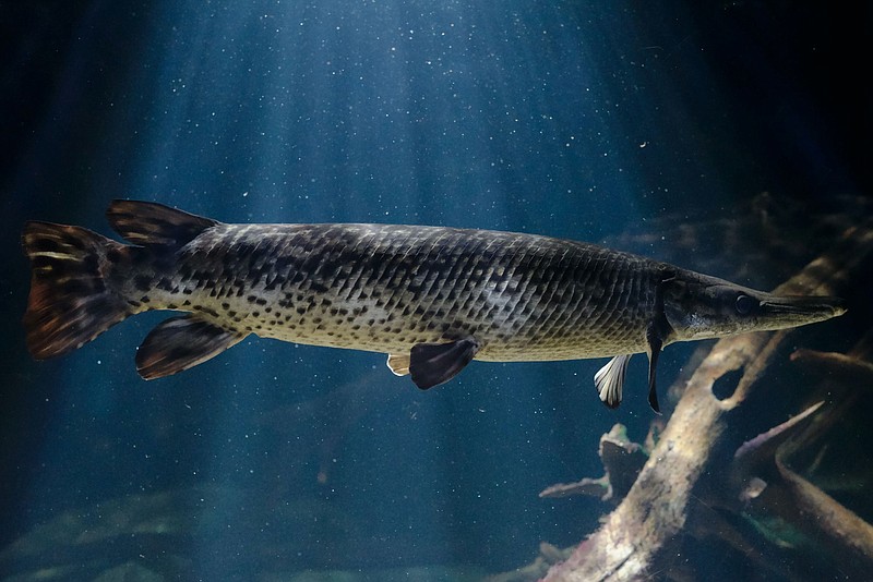 Rough fish is too often overlooked as table fare | Fulton Sun