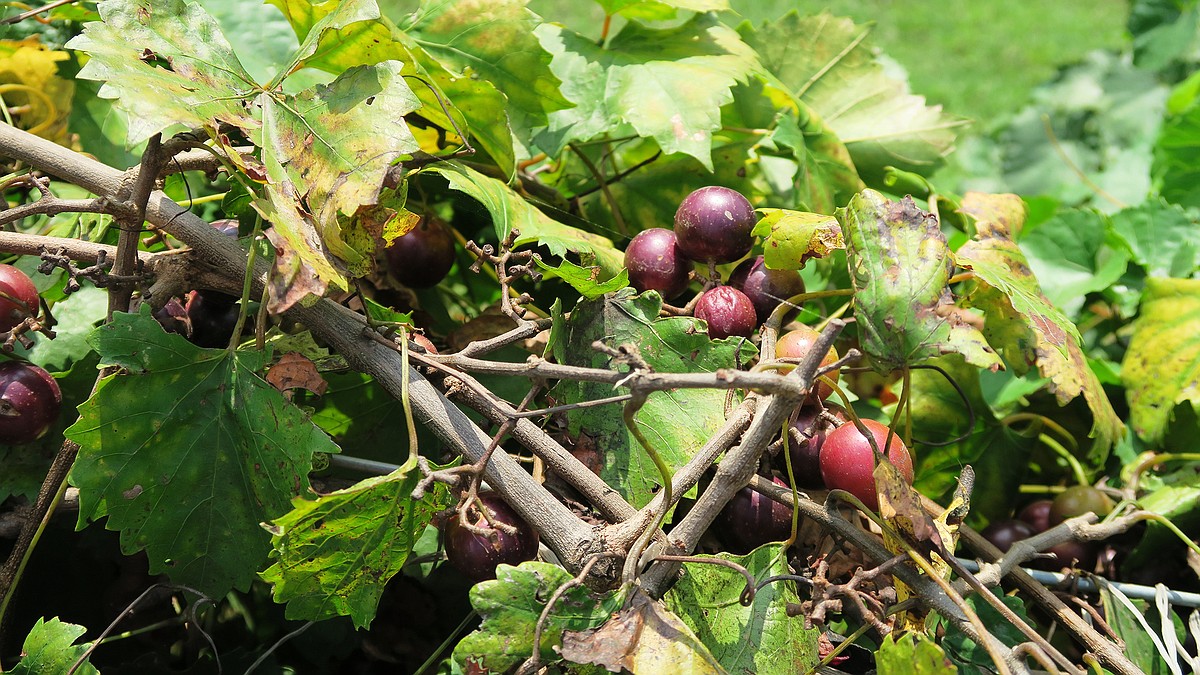 Mad about muscadines: Wild grape perfect for cultivation in Arkansas ...