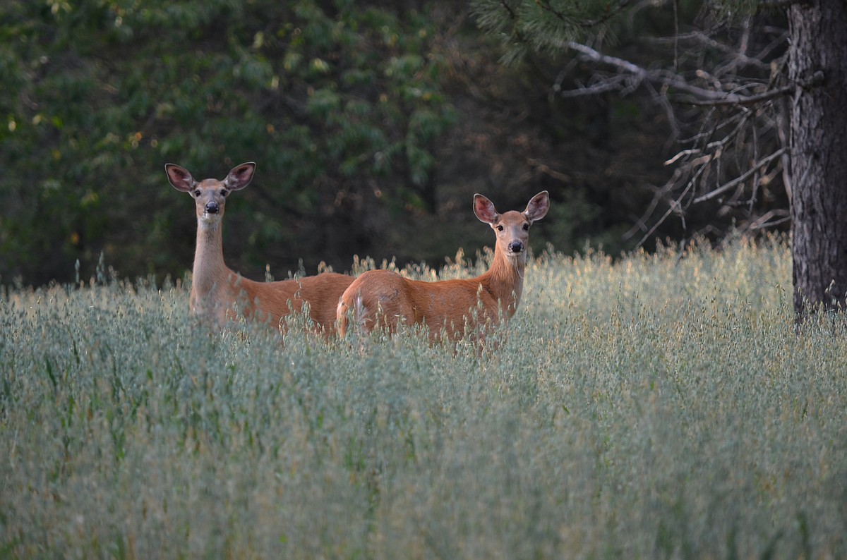 Hit the road for Midwest deer hunting this fall | Fulton Sun