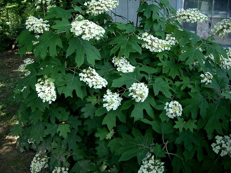 In the garden: Stubborn hydrangeas, dying raintree and disappointing ...