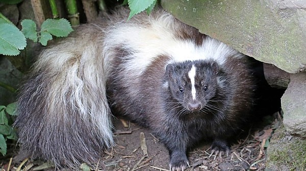 Skunks common carriers of rabies | Northwest Arkansas Democrat-Gazette