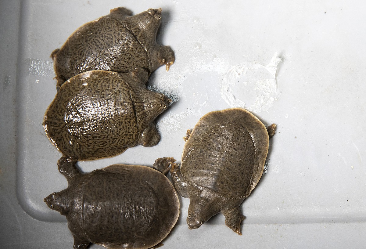 After long wait, San Diego Zoo welcomes 41 endangered turtle hatchlings ...