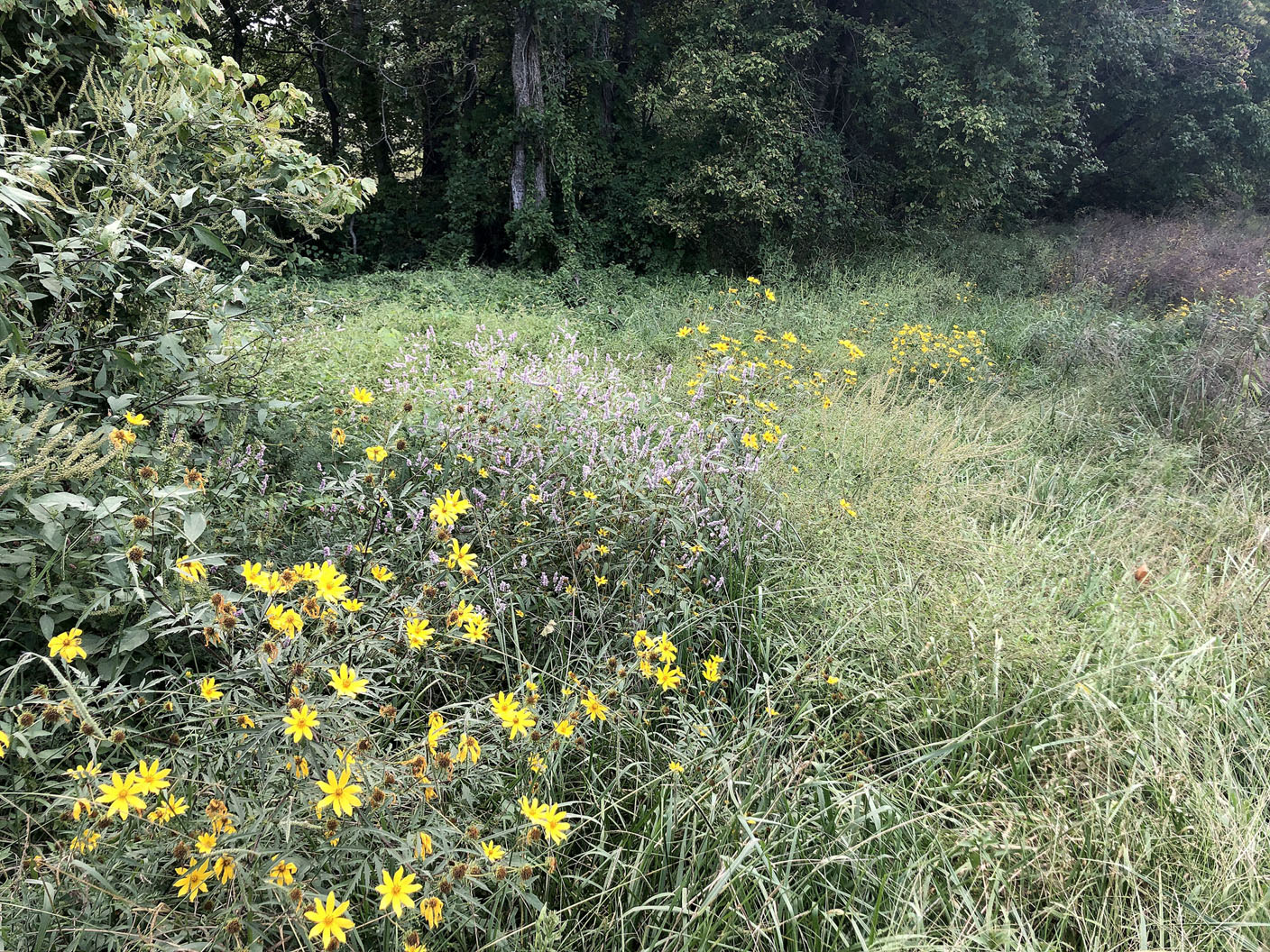 Cane Hill’s ‘Habitat’ exhibit invites exploration, learning | Northwest ...