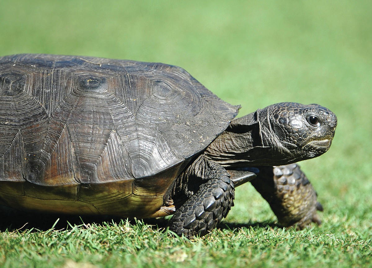 U.S.: Gopher tortoise not threatened over most of its range | Northwest ...