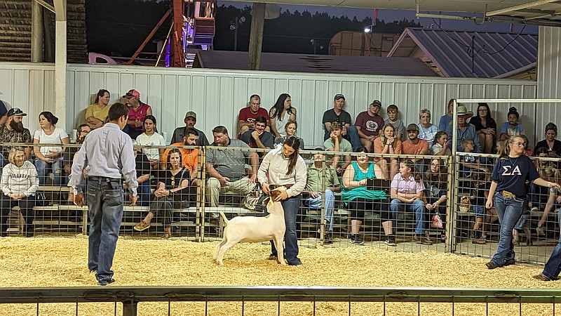 Lambs from Taylor and other areas win at State Fair | Magnolia Banner News