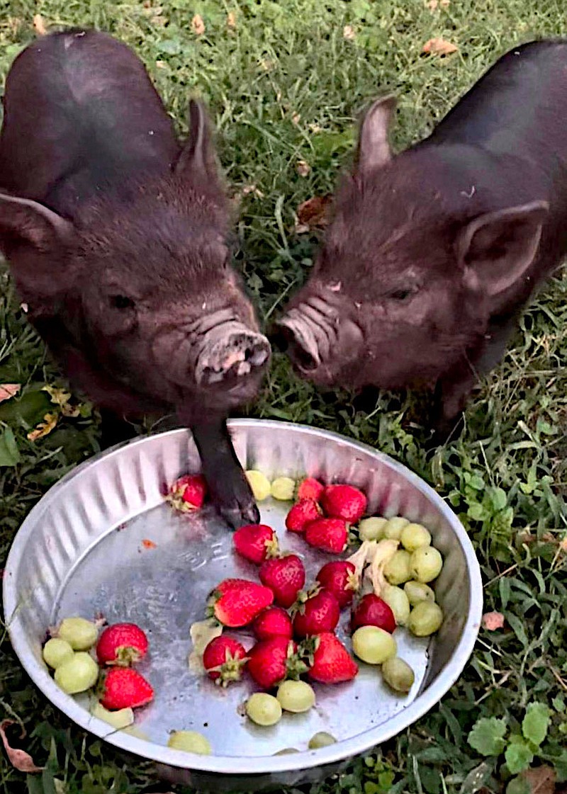 Two little piggies made it home | Westside Eagle Observer