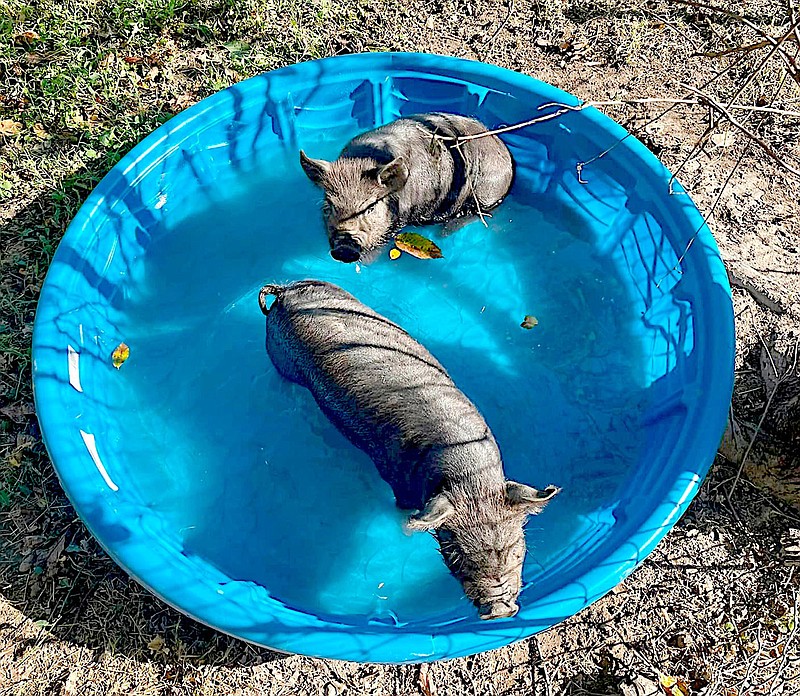 These little piggies made it all the way home in Gentry