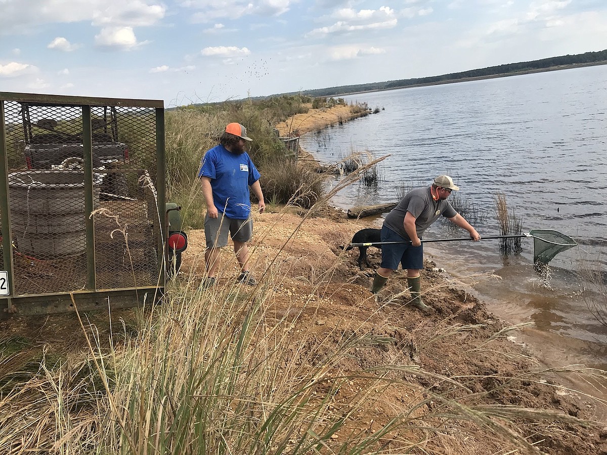 AGFC stocks up Lake Monticello’s forage fish | The Arkansas Democrat ...