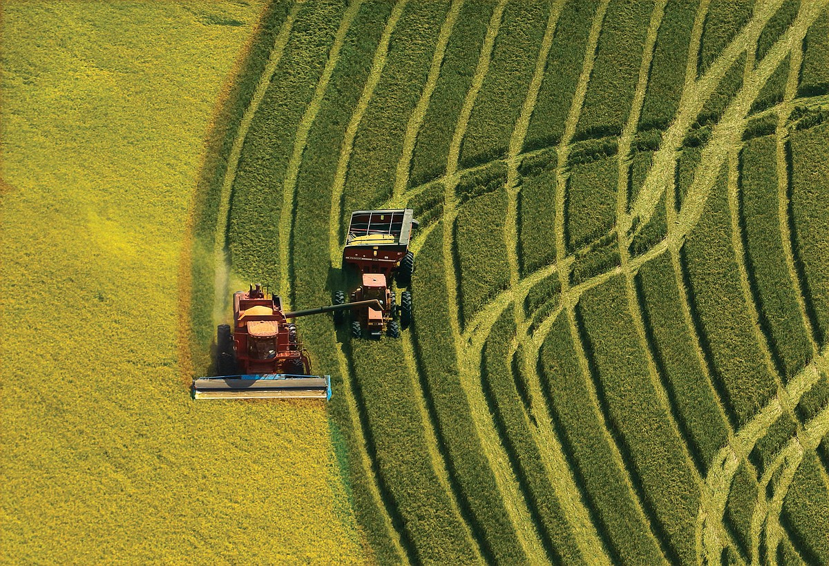 Farmers’ plans for planting cotton decline, rice and corn intentions ...
