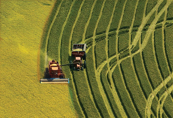 Farmers’ plans for planting cotton decline, rice and corn intentions ...