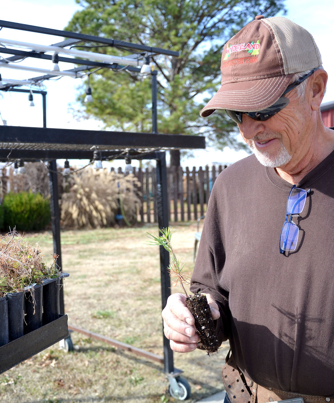 Christmas trees are beautiful at Wonderland Tree Farm in Pea Ridge ...