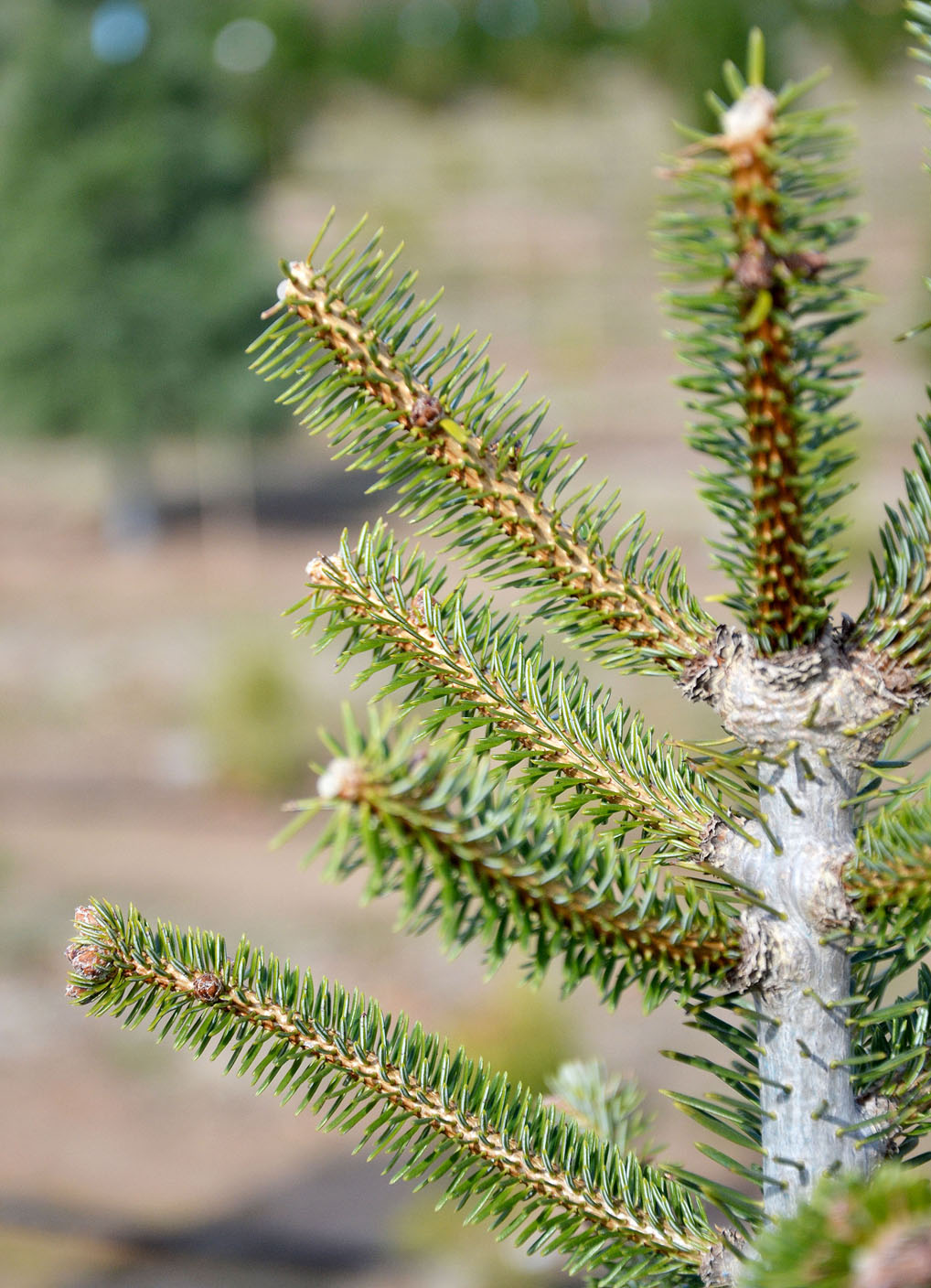 Christmas trees are beautiful at Wonderland Tree Farm in Pea Ridge ...