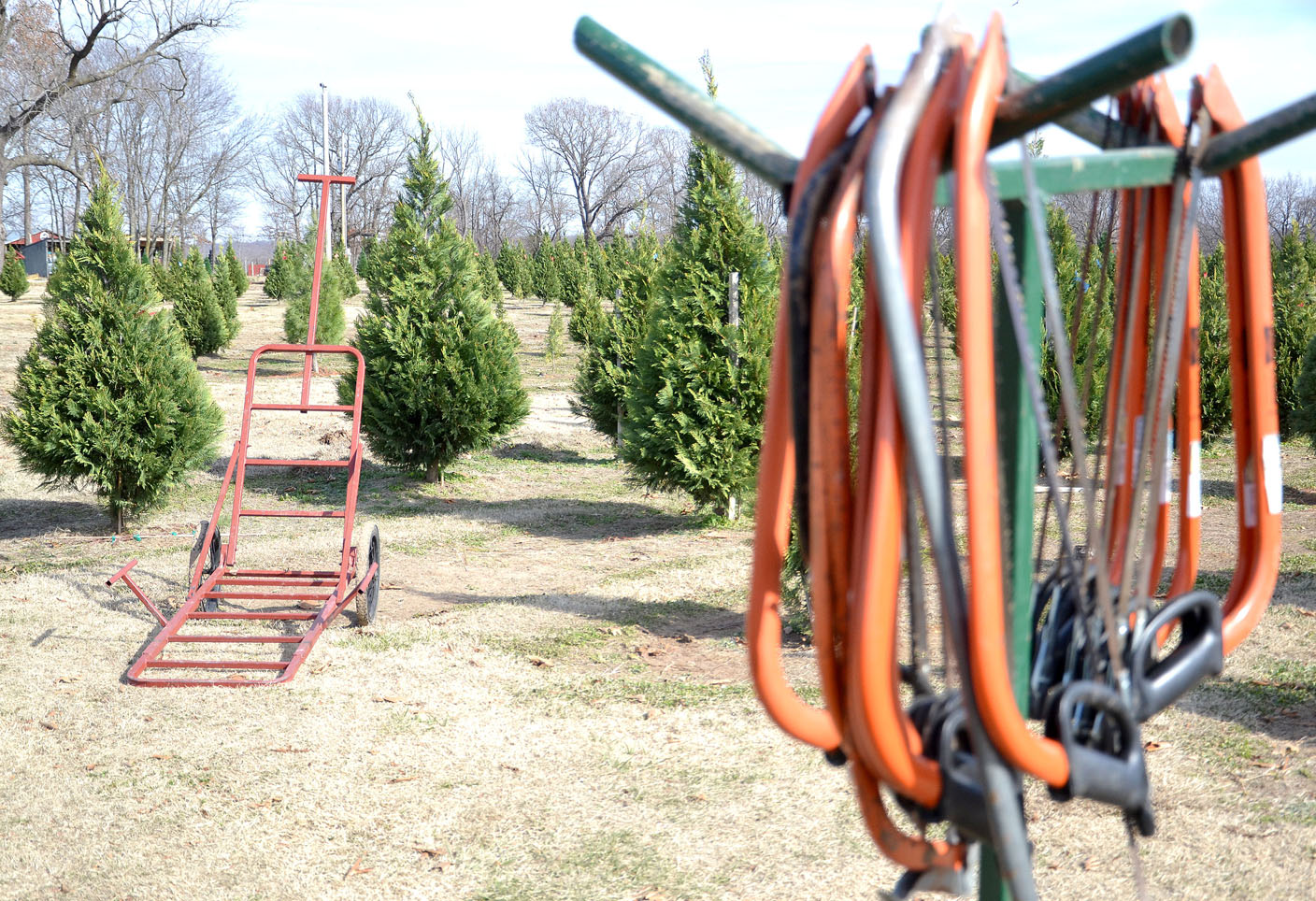Christmas trees are beautiful at Wonderland Tree Farm in Pea Ridge ...