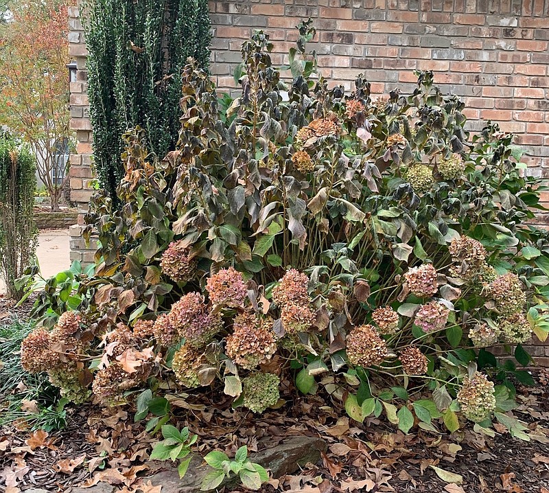 In the garden: Bracing early for winter, fall foliage and high-tech ...