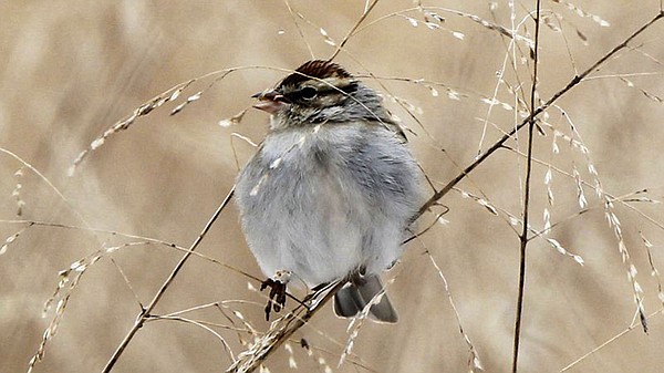 Christmas Bird Count, world’s longest-running wildlife survey, begins ... Christmas Bird Count, world’s longest-running wildlife survey, begins ...