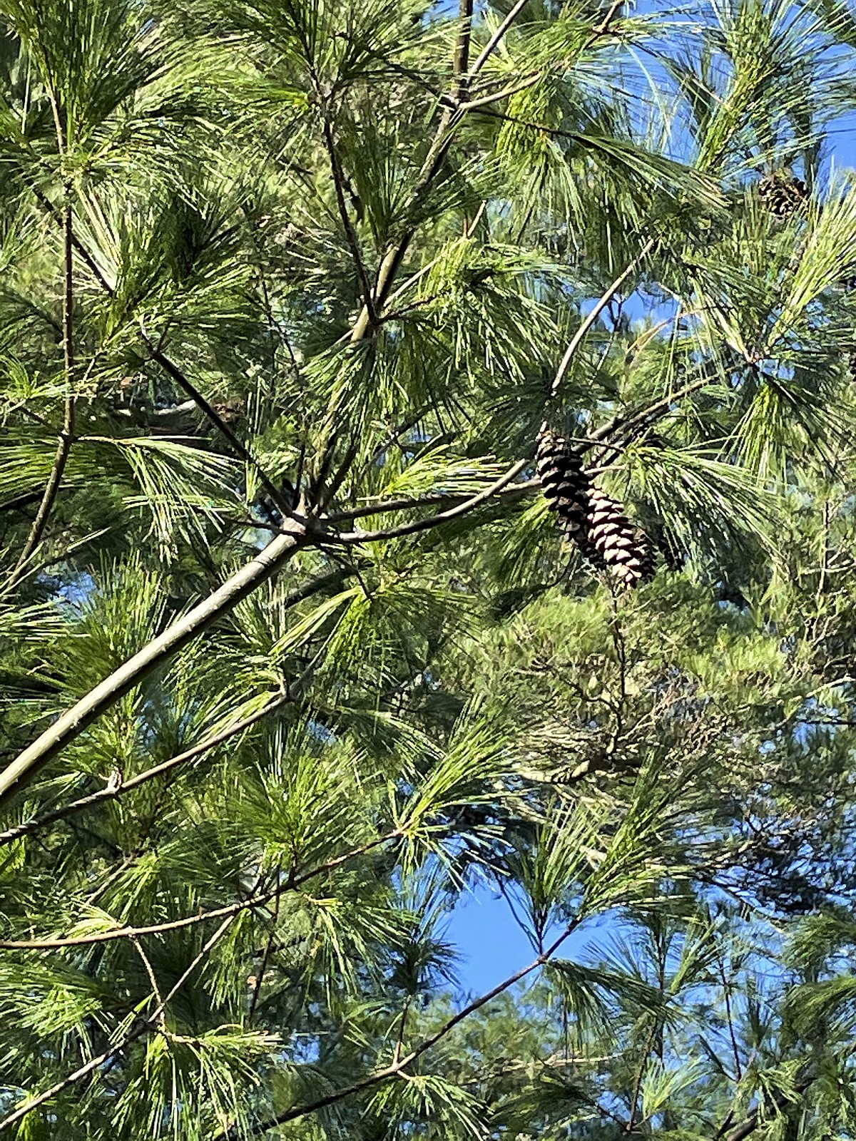 6 favorite conifers and the cones they produce | Jefferson City News ...