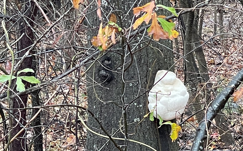 IN THE GARDEN: Fungal growth on tree indicative of internal decay ...