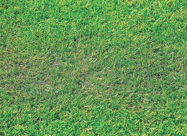 Tips for growing turfgrass in the shade | Hot Springs Sentinel Record