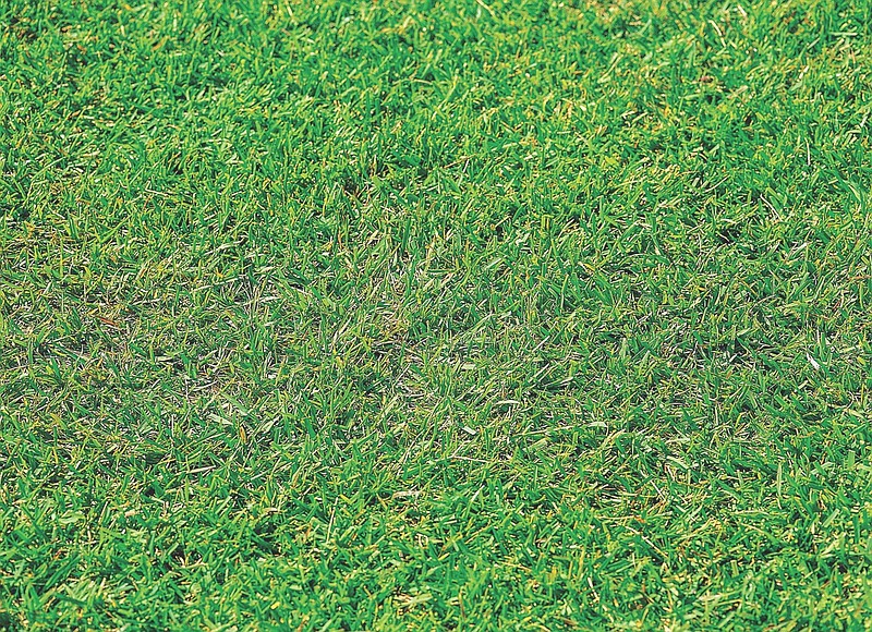 Tips for growing turfgrass in the shade | Hot Springs Sentinel Record