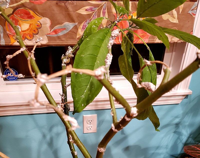 IN THE GARDEN: Sap-sucking scale insects thrive on plants overwintering ...