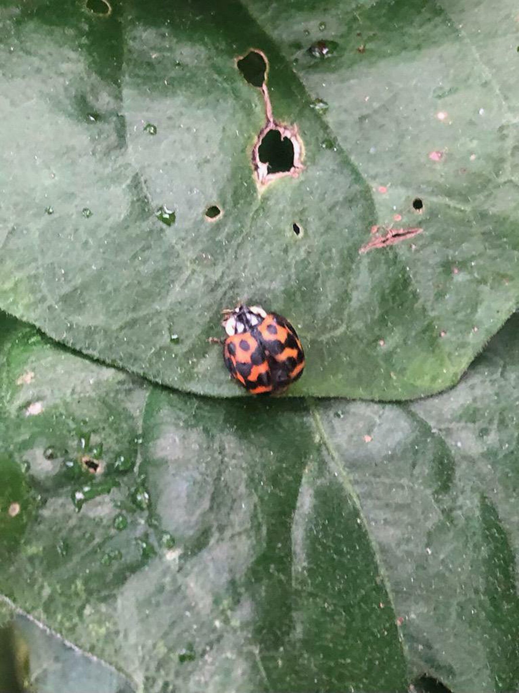 In the garden: Insect infestation, winter damage and an unwelcome ...