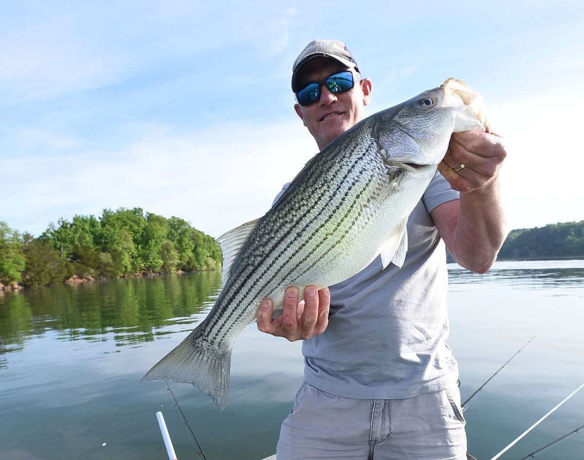 NWA fishing report: Striped bass moving deep while bluegill biting ...