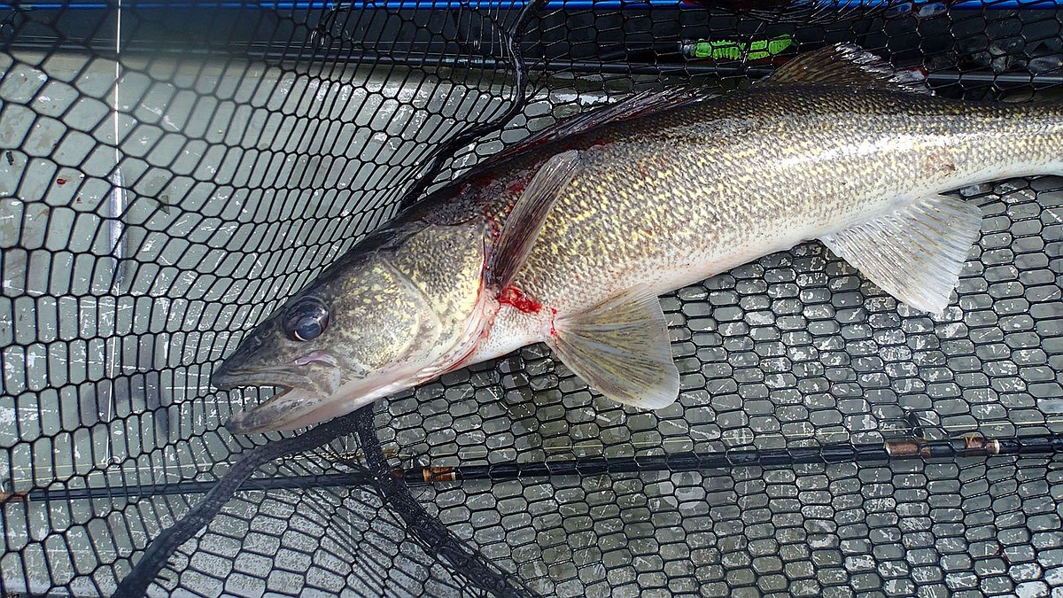 Mercury prompts fish consumption advisory for Bull Shoals, Norfork ...