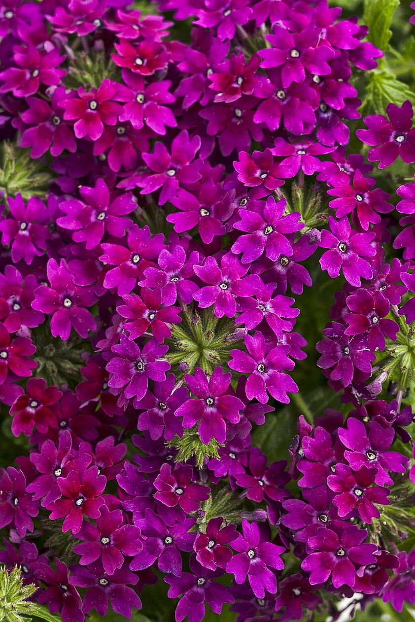 On Gardening: Superbena Royale Plum Wine verbena is Garden Guy's pick ...
