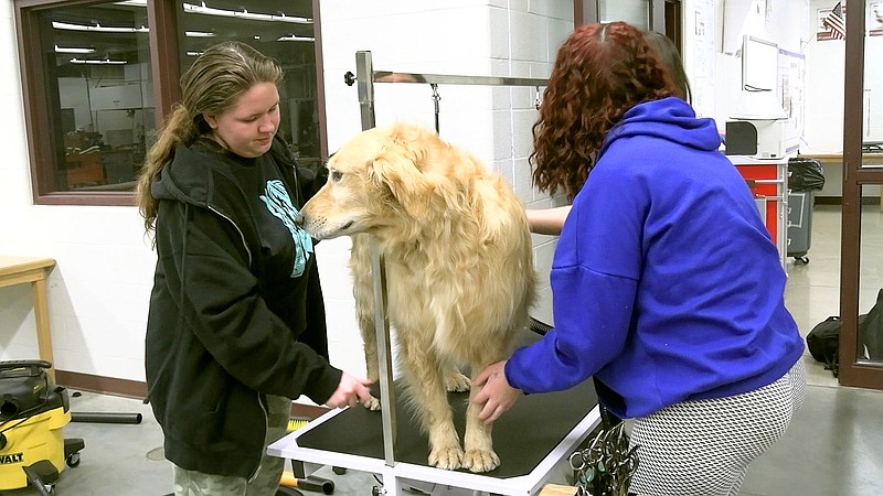 WATCH | A snip ahead: LH offers students hands-ontraining with dog ...
