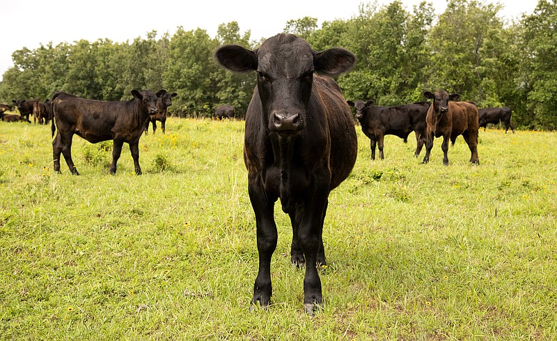 Inventory of beef cattle at 6-decade low in U.S. | Northwest Arkansas ...